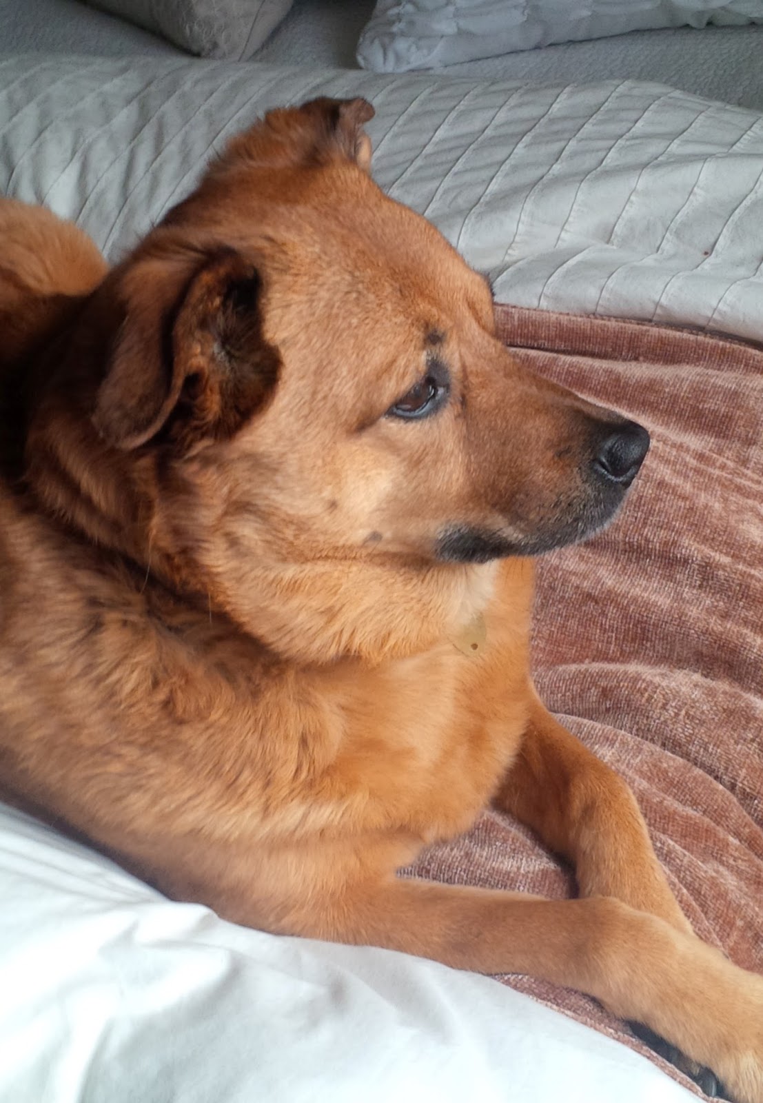 Spaghetti Man Writes: Family Dogs - Shilah