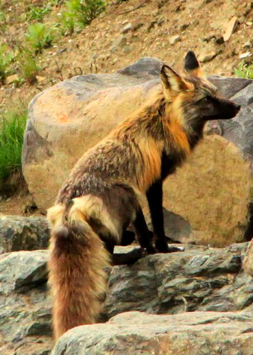 Kathryn Louise Wood Author Blog: Under the skin...Navajo Skinwalkers