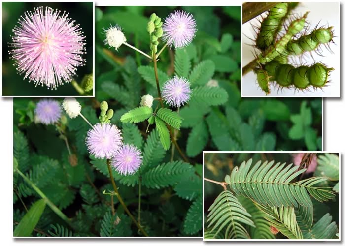 Malu-malu Si Pokok Semalu |MyRokan