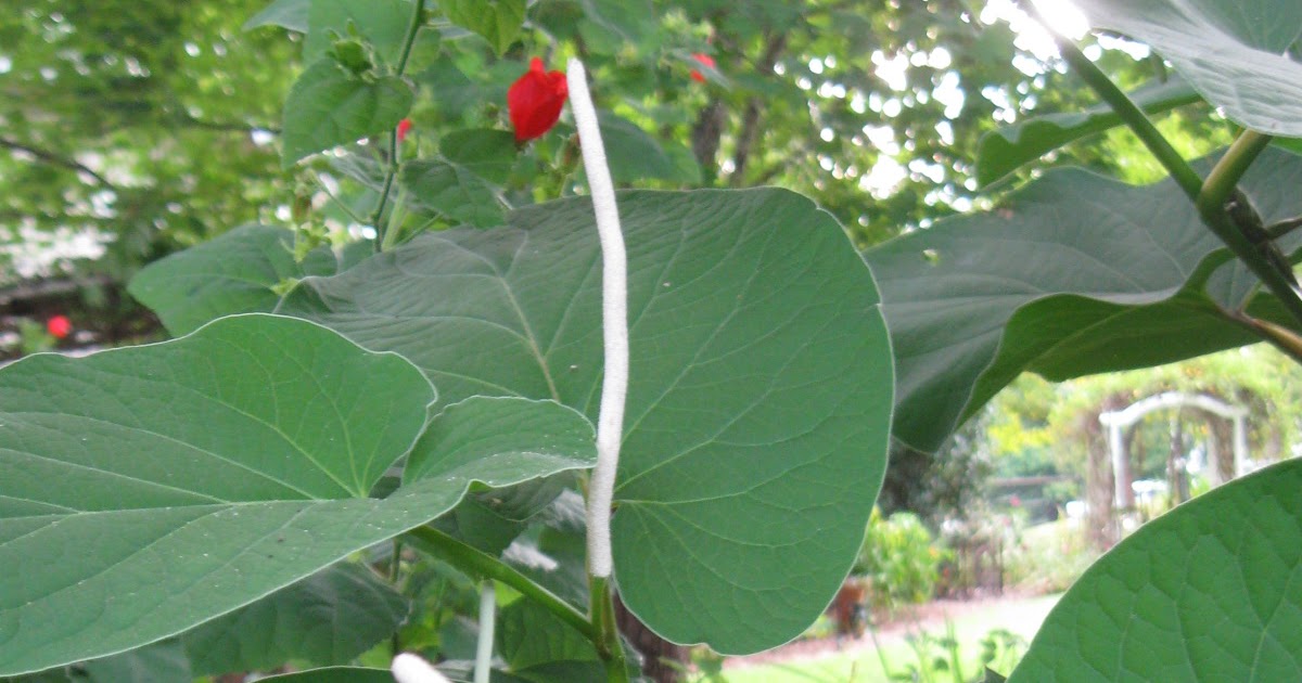 My Alabama Backyard: If root beer plant doesn't make you smile