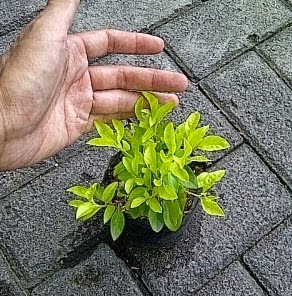 Jual pohon krokot | KUNING, VARIEGATA, MERAH, HIJAU | suplier tanaman ...