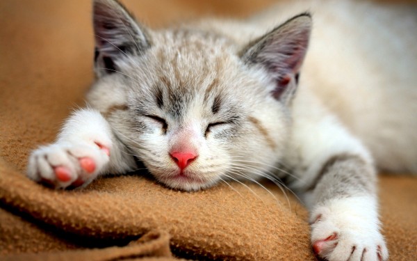 Photo de chat: Magnifique chat qui dort