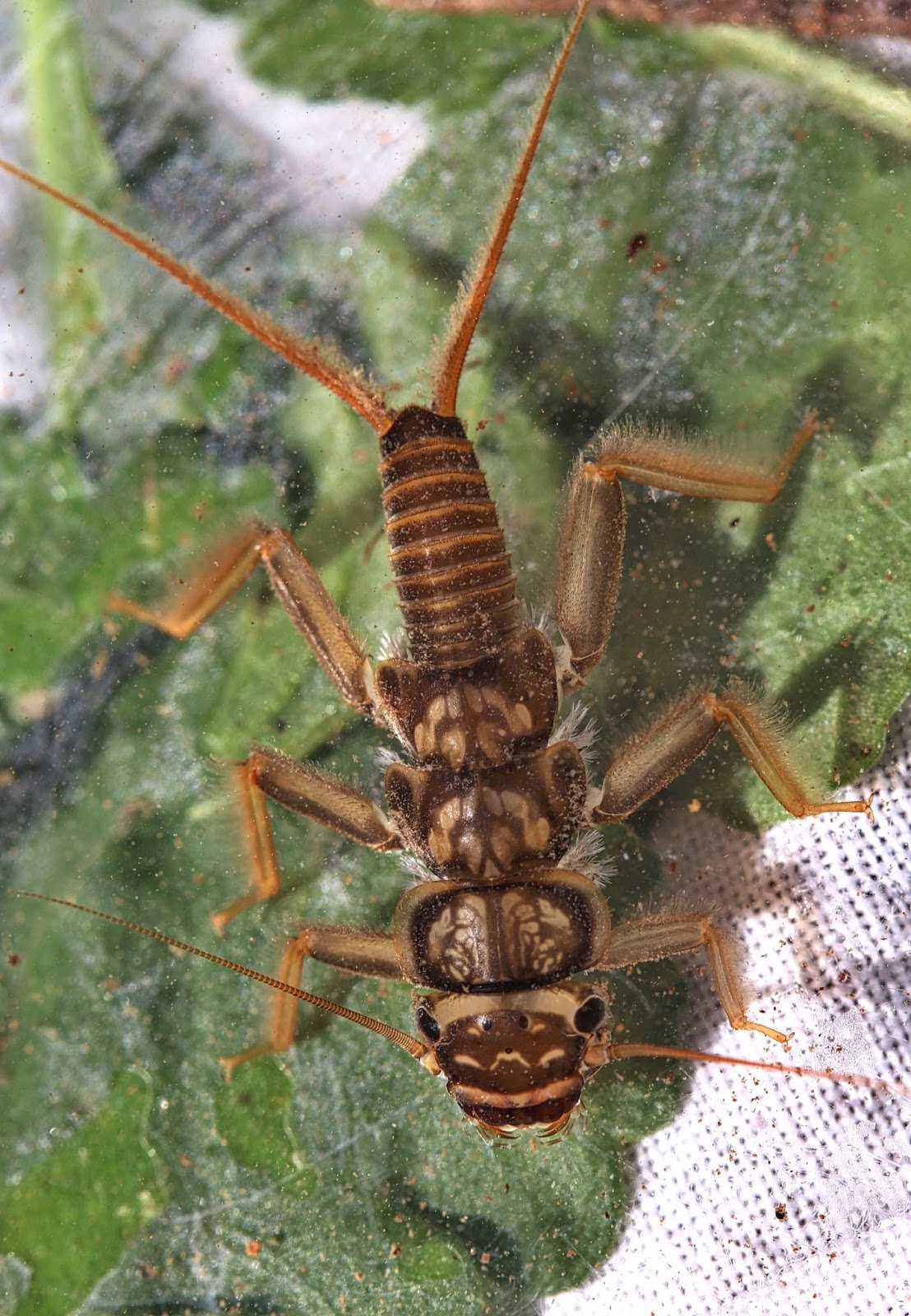 Aquatic Insects of Central Virginia: The common stoneflies (Perlidae ...