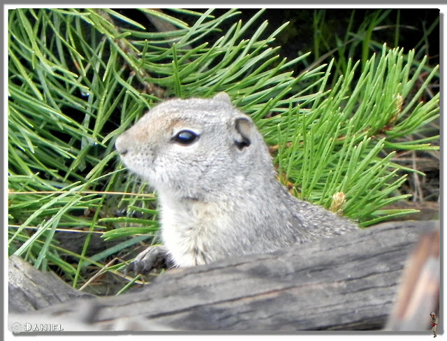 Chez Madeleine: Rongeur