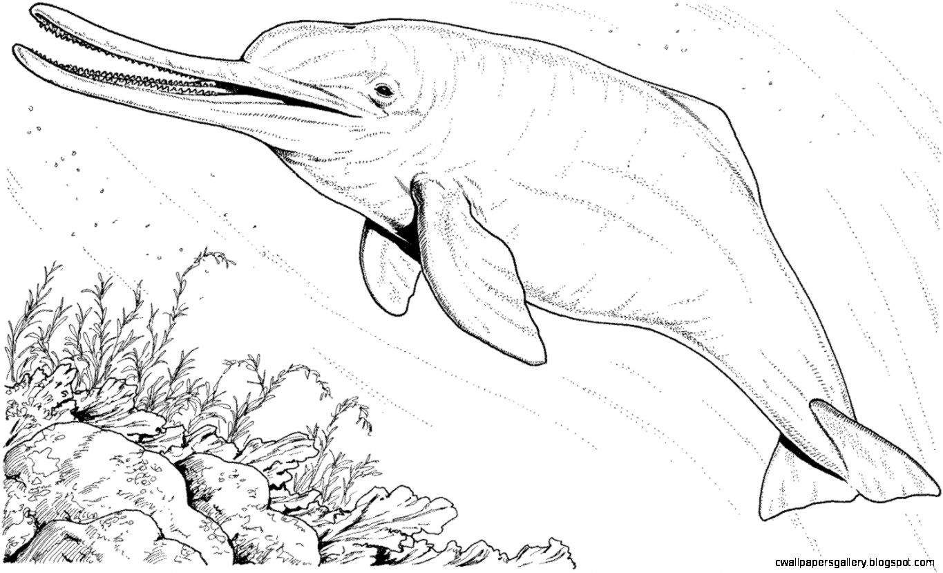 Amazon River Dolphin Drawing | Wallpapers Gallery