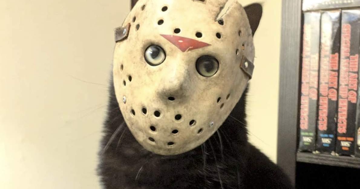 Funny cats - part 307 (40 pics + 10 gifs) | Amazing Creatures