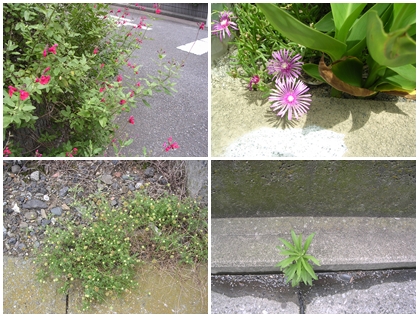 ict-tutorial-paradise: 浜っ子の横浜散歩 (2011/06/20 横浜市神奈川区 路地に咲く花)