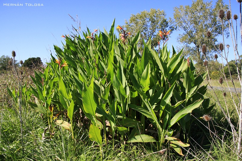 Flora Bonaerense: Achira amarilla (Canna glauca)