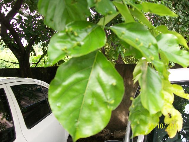 Prakruti -Mother Nature: Pongam tree--Leaf Galls-& Symbiotic Harmony-