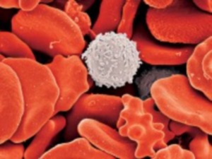 Pro-Cellule Staminali: Laboratorio Terni, via libera da Aifa a ...