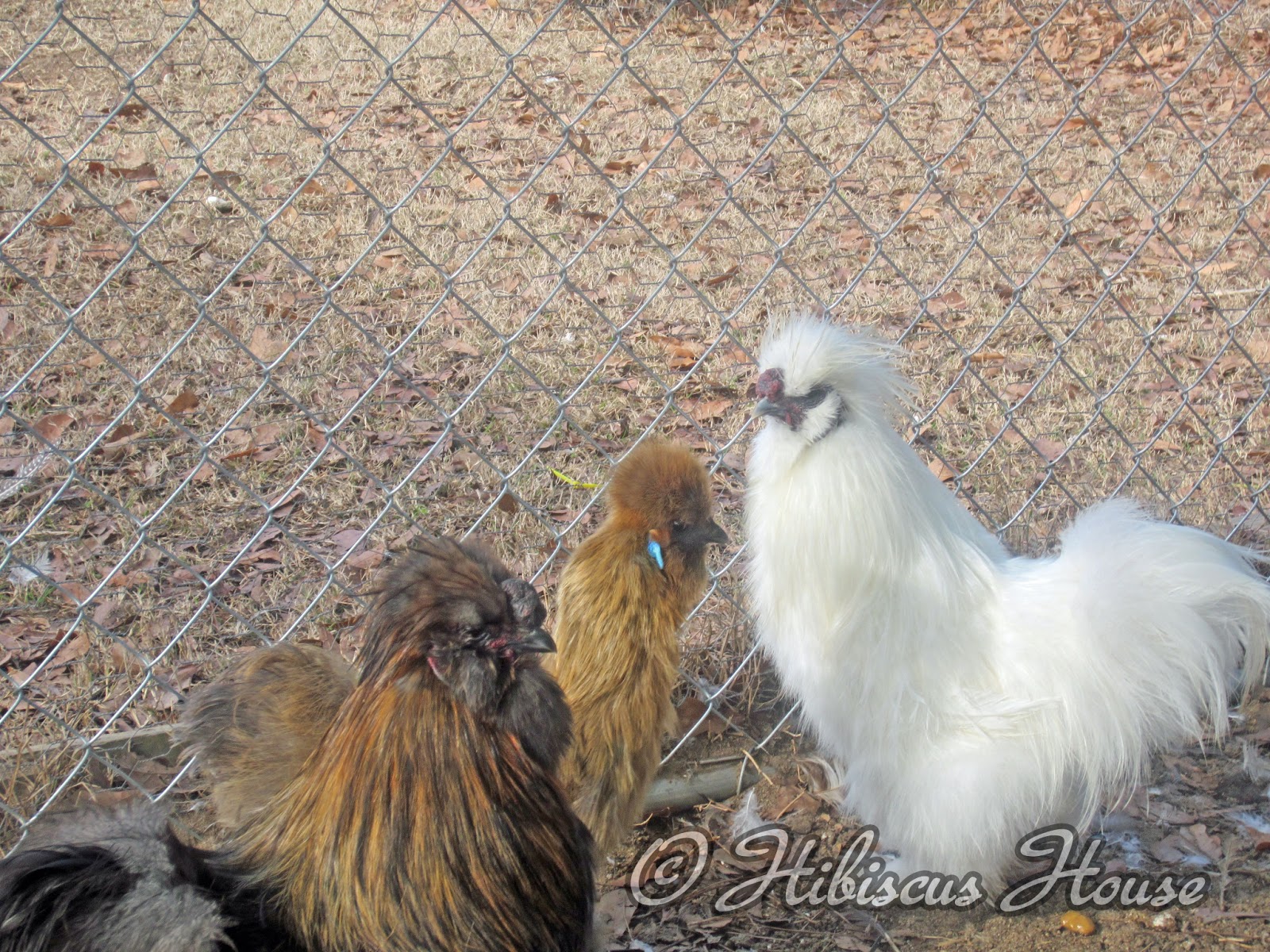 Hibiscus House: Chicken Day Meet the Silkies