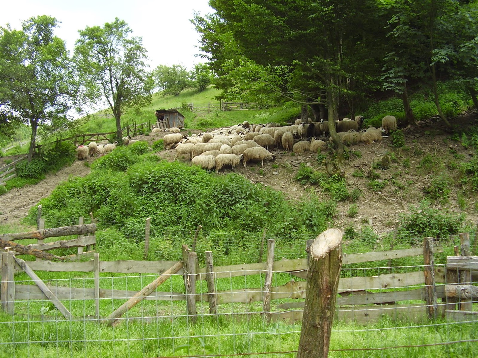 Statiunea Plopu de Armenis