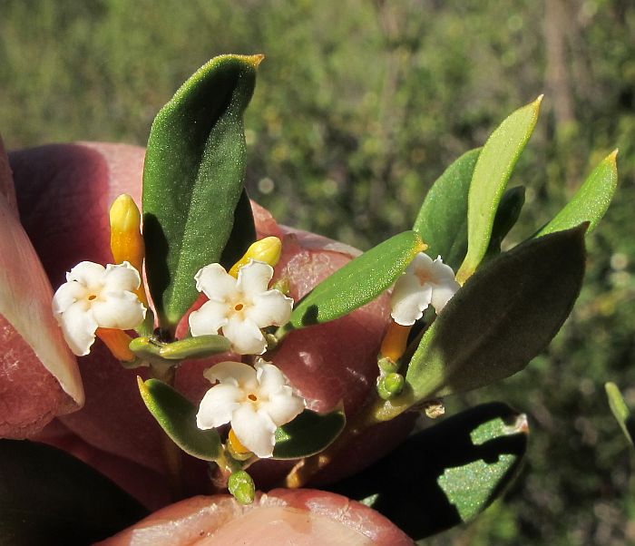 Esperance Wildflowers: Alyxia buxifolia – Sea Box