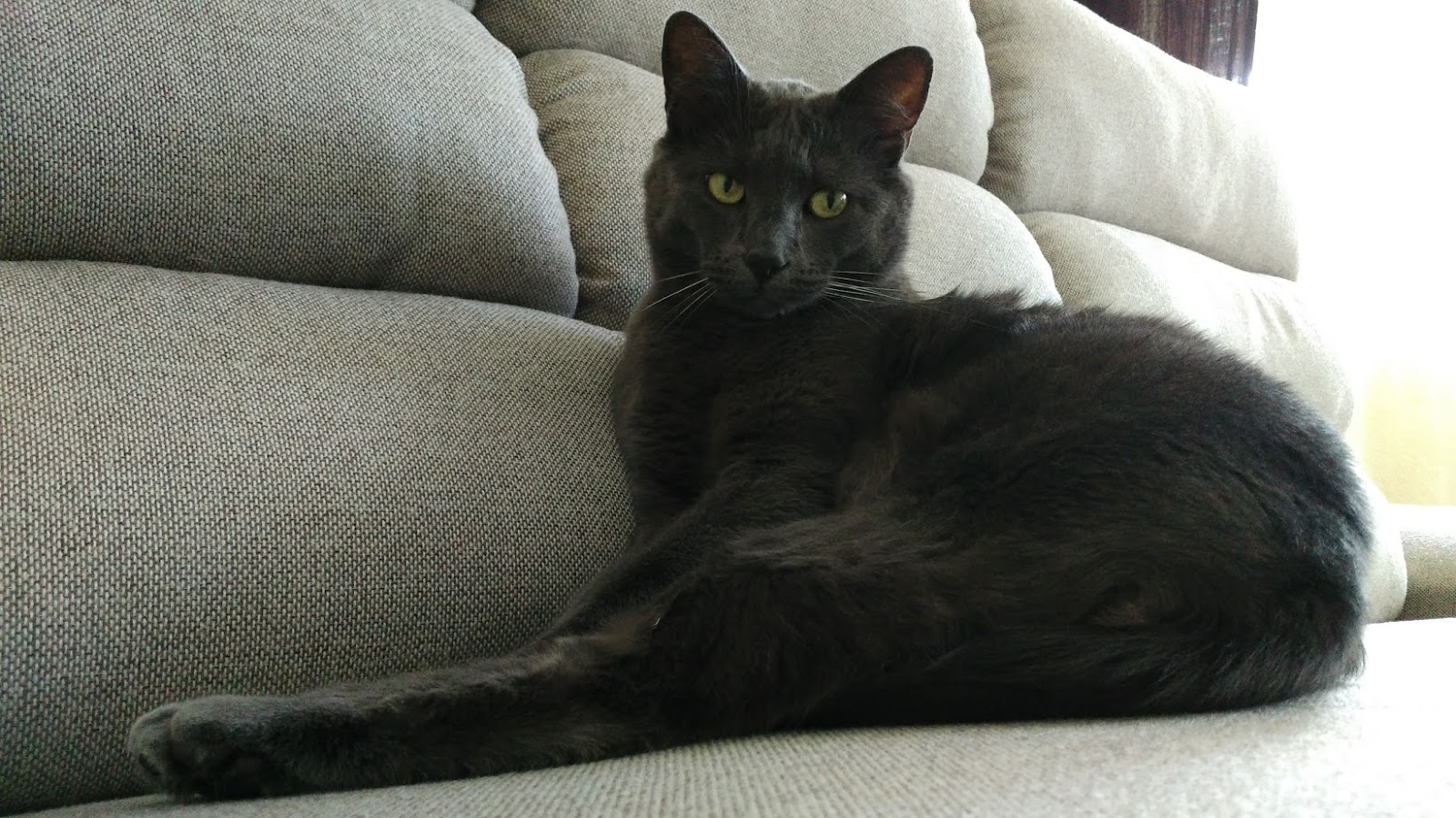 Reto a Reto : Mi gato es bilingüe (II)