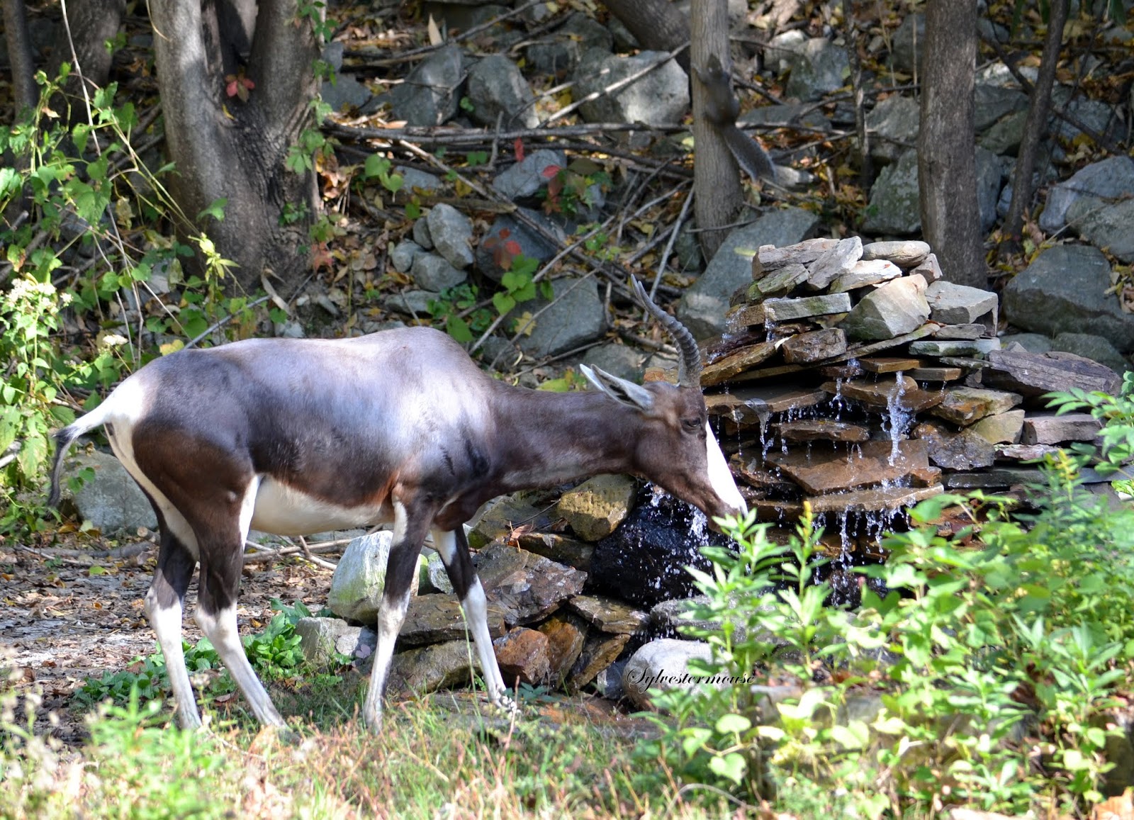Amazing Wild Animals: Bontebok Antelope