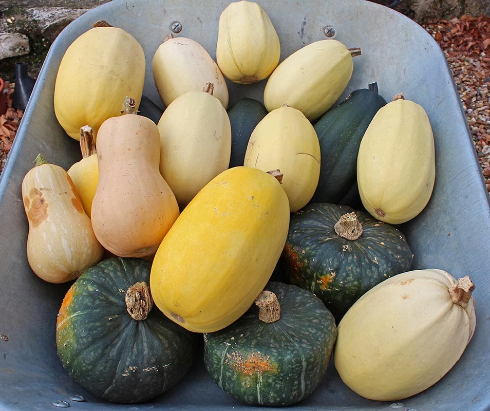 wcs: Winter squash