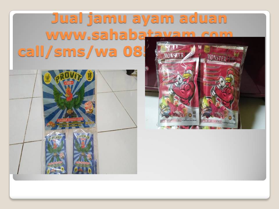 WA 085227902020 Toko Jamu Ayam Aduan,Ayam Bangkok