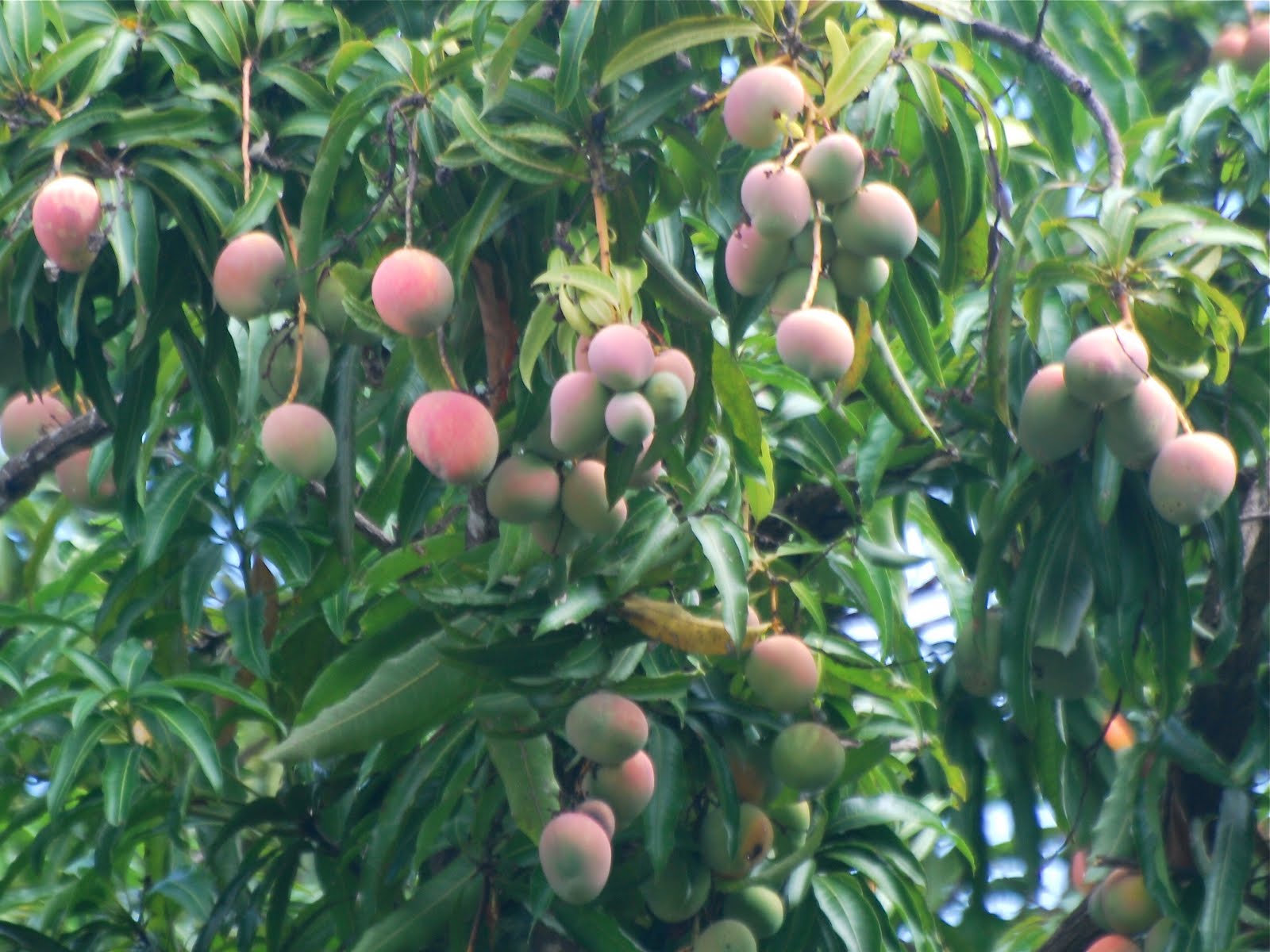 Jan Axel's Blog: Dry arch's fruits and birds