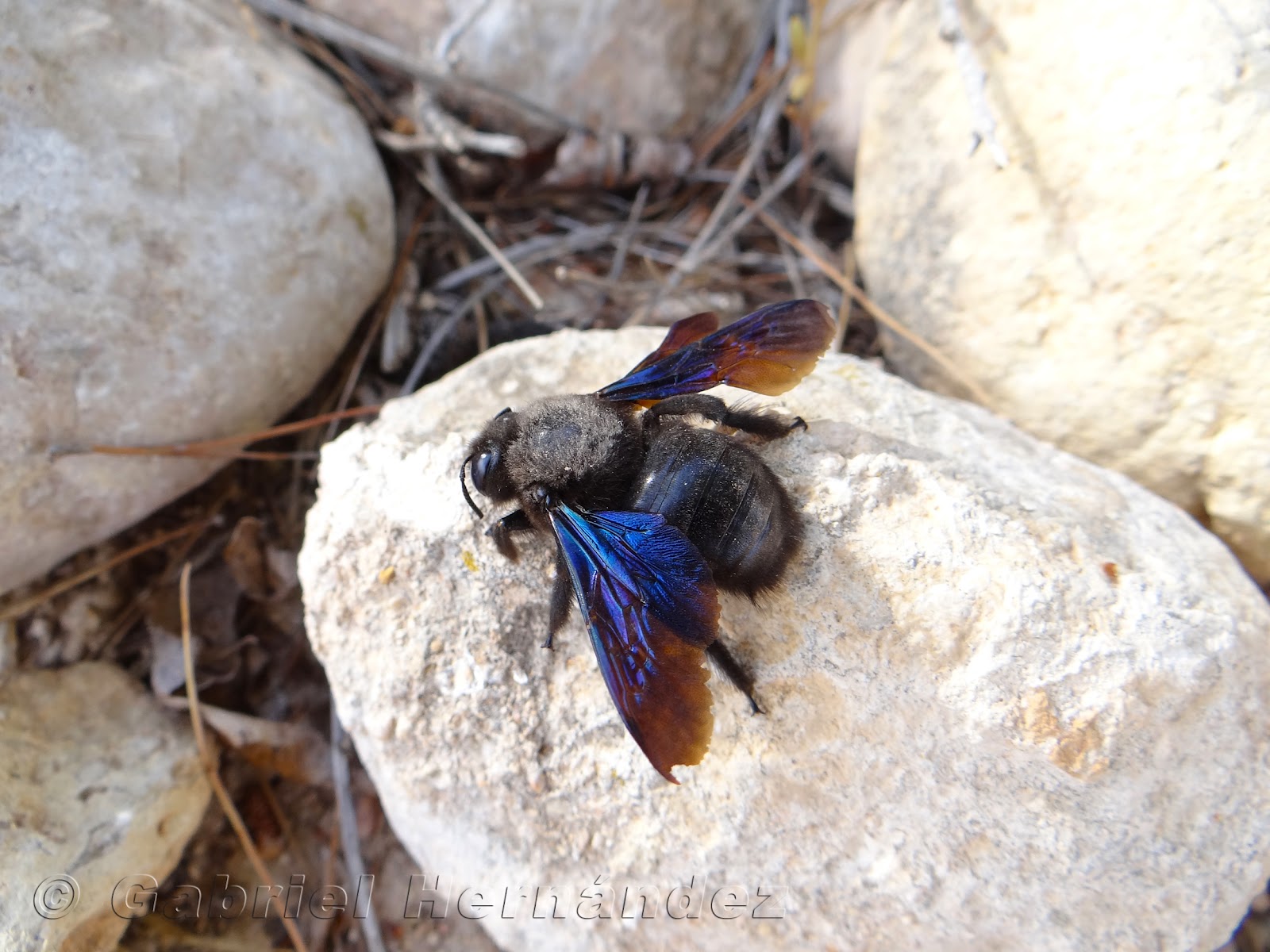 EL RINCÓN DEL VIEJO FORESTAL: ABEJORRO CARPINTERO (Xylocopa sp)