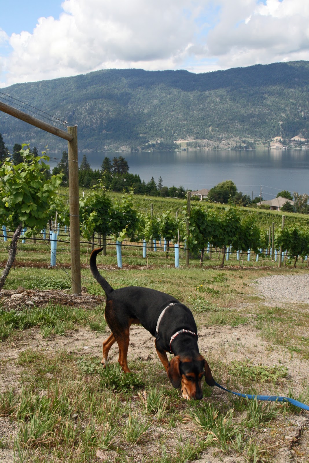 Cinnamon the Traveling Coonhound: On Wine Dogs and Winery Dogs