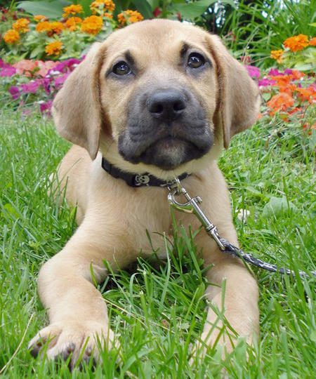 Beagle Boxer: St Bernard Boxer Mix