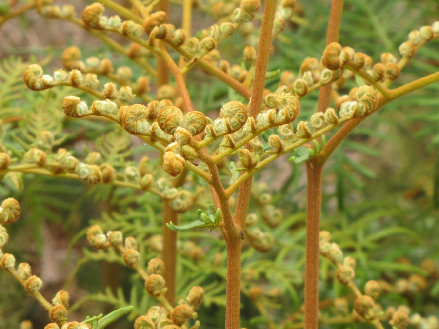 photographing New Zealand: baby ferns