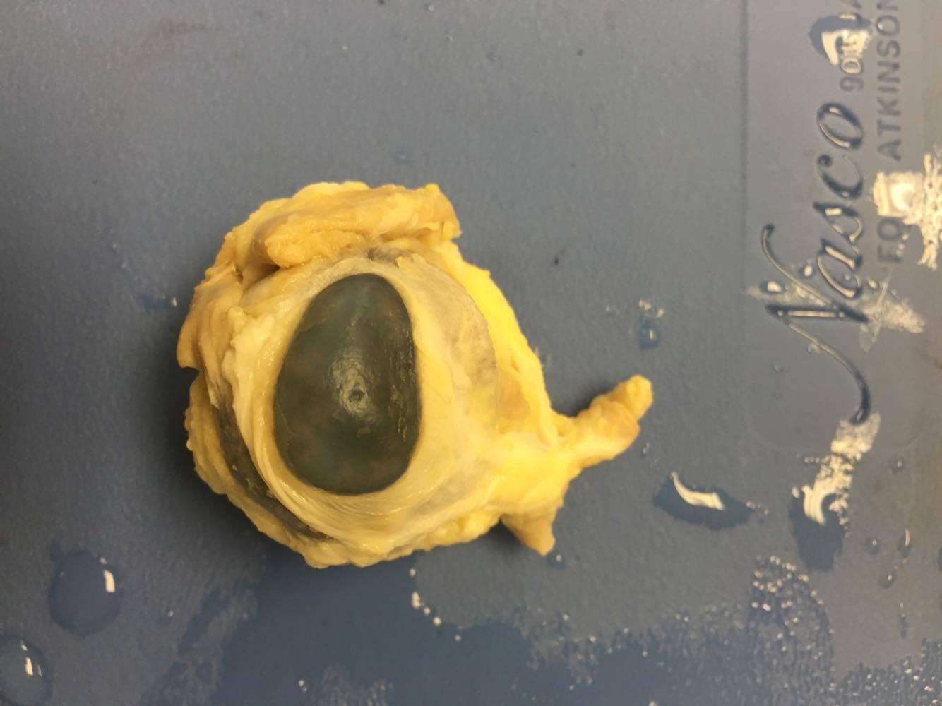 Anatomy And Physiology Blog Sheep Eye Dissection anatomy-and-physiology-blog-sheep-eye-dissection