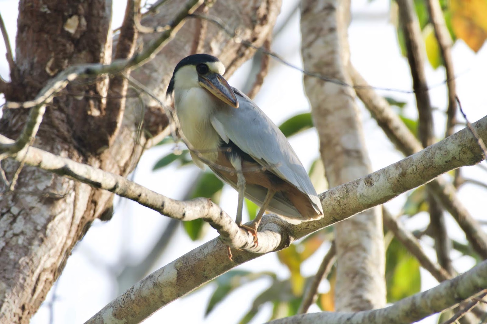 Jan Axel's Blog: A Visit to Finca Los Lagos (aka Ibis-Land)