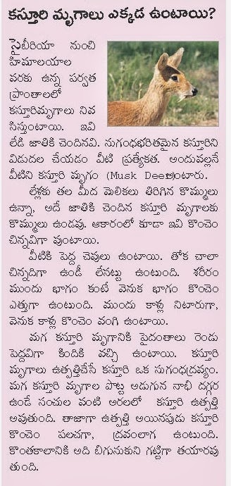 TELUGU WEB WORLD: BRIEF FACTS OF KASTURI ZINKA - MUSK DEER