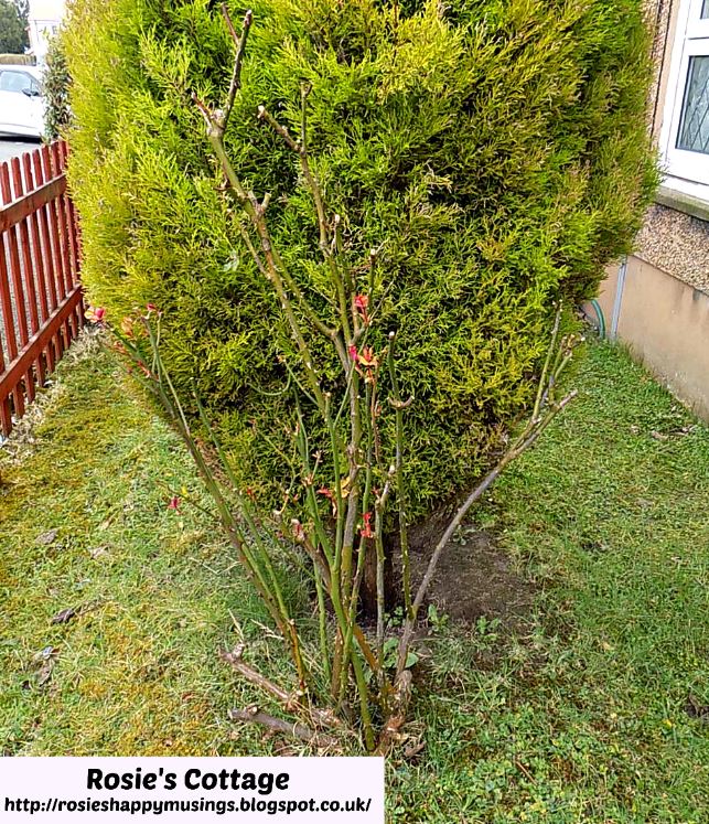 Rosie's Cottage: Picture Perfect Project - Spring In The Garden