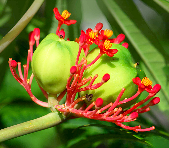 Hortus Italicus: Jatropha multifida L. 1753