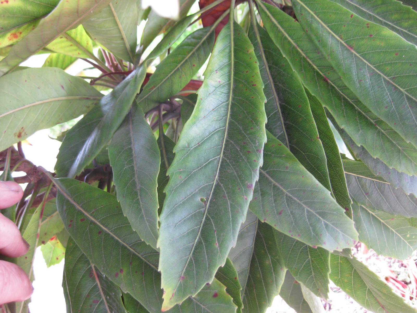 Trees of Santa Cruz County: Eriobotrya deflexa - Bronze Loquat