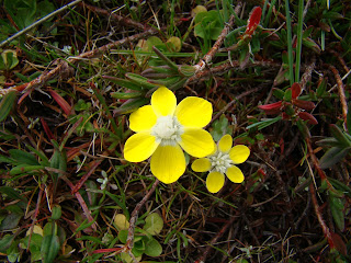 Leaves of Plants: Cream cups