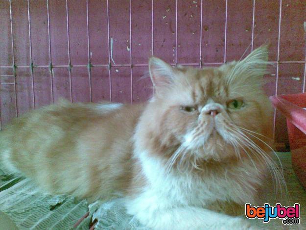 Perbedaan antara Anjing dan Kucing – Jati.id