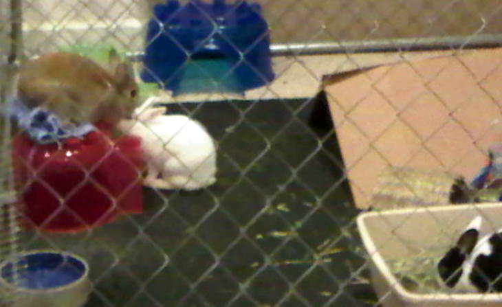 Rabbit Ramblings: Bunny Care – Ethel is back!