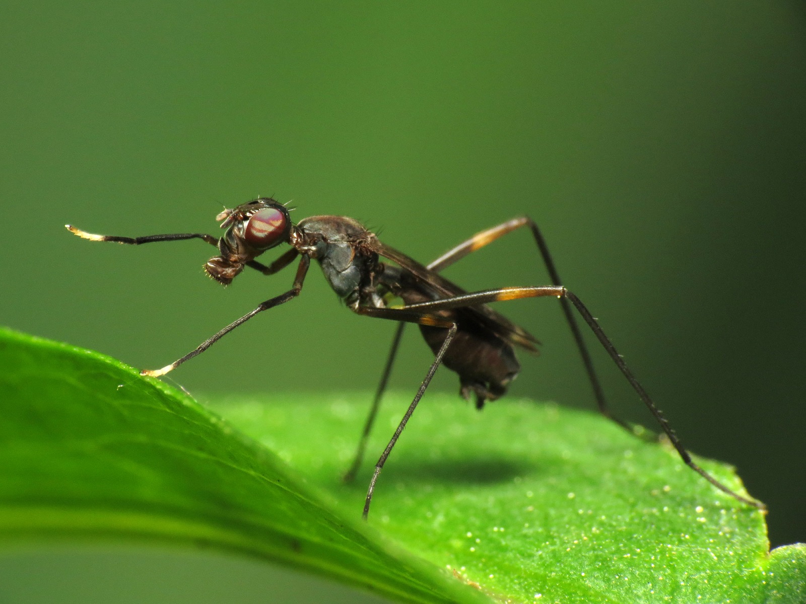 Real Monstrosities: Stilt-legged Fly