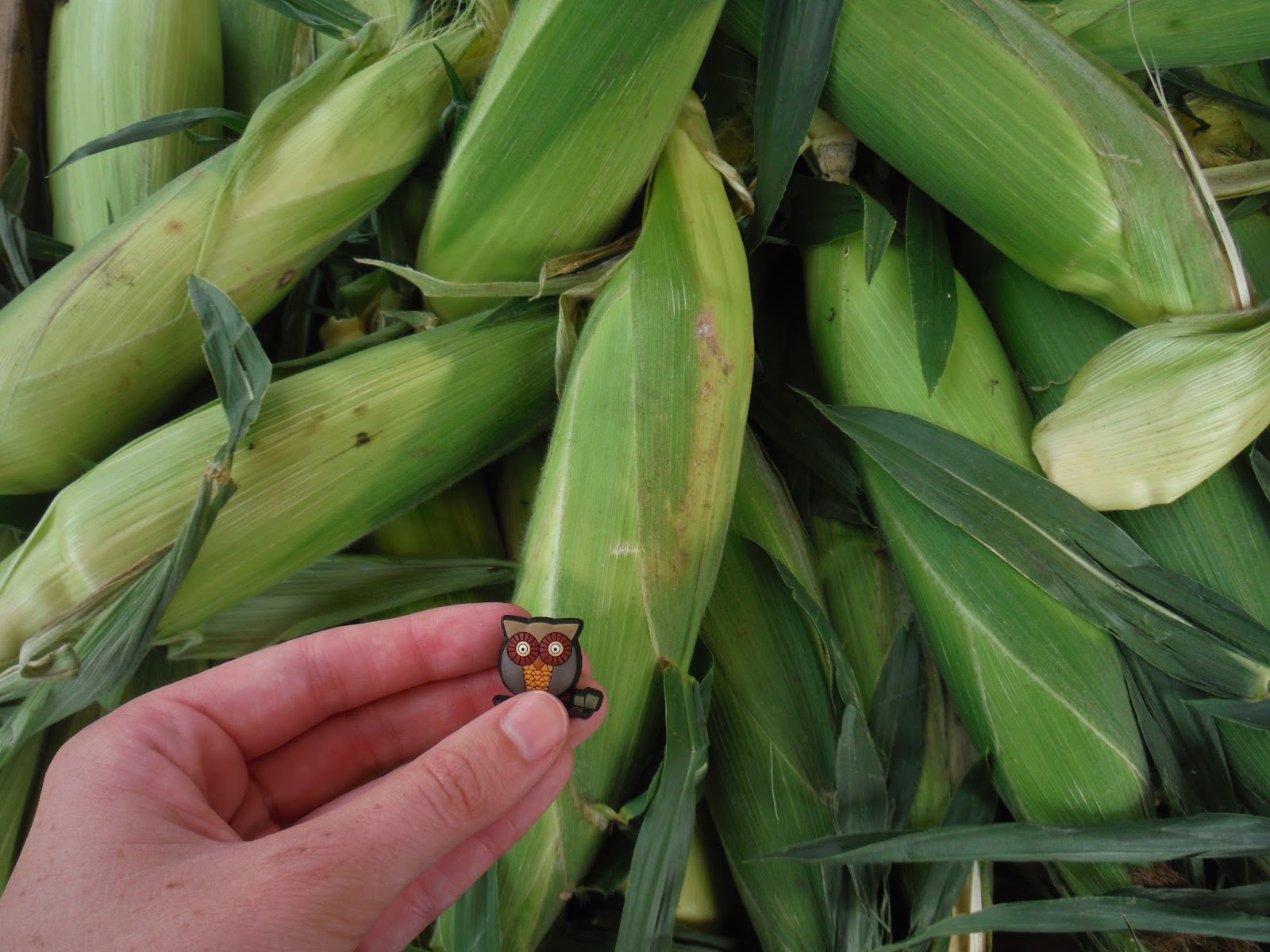 AP Biology Scavenger Hunt : C4 Plant