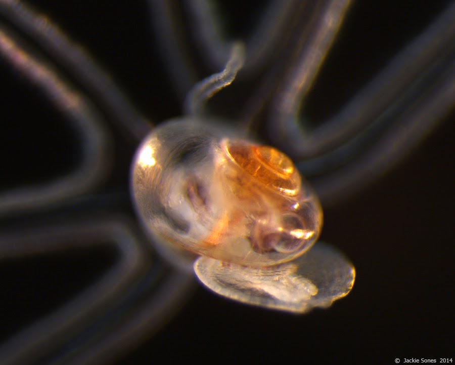 The Natural History of Bodega Head: Long lobes and remarkable grooves