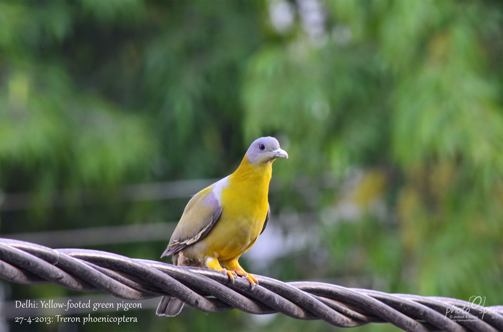 Yellow-footed green pigeon: Treron phoenicoptera | Photo Span