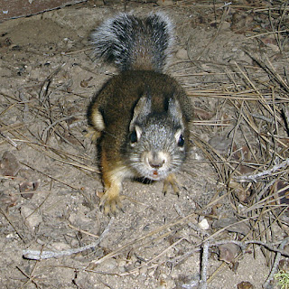Camera Trap Codger: 2012 Camera Trapping Workshop