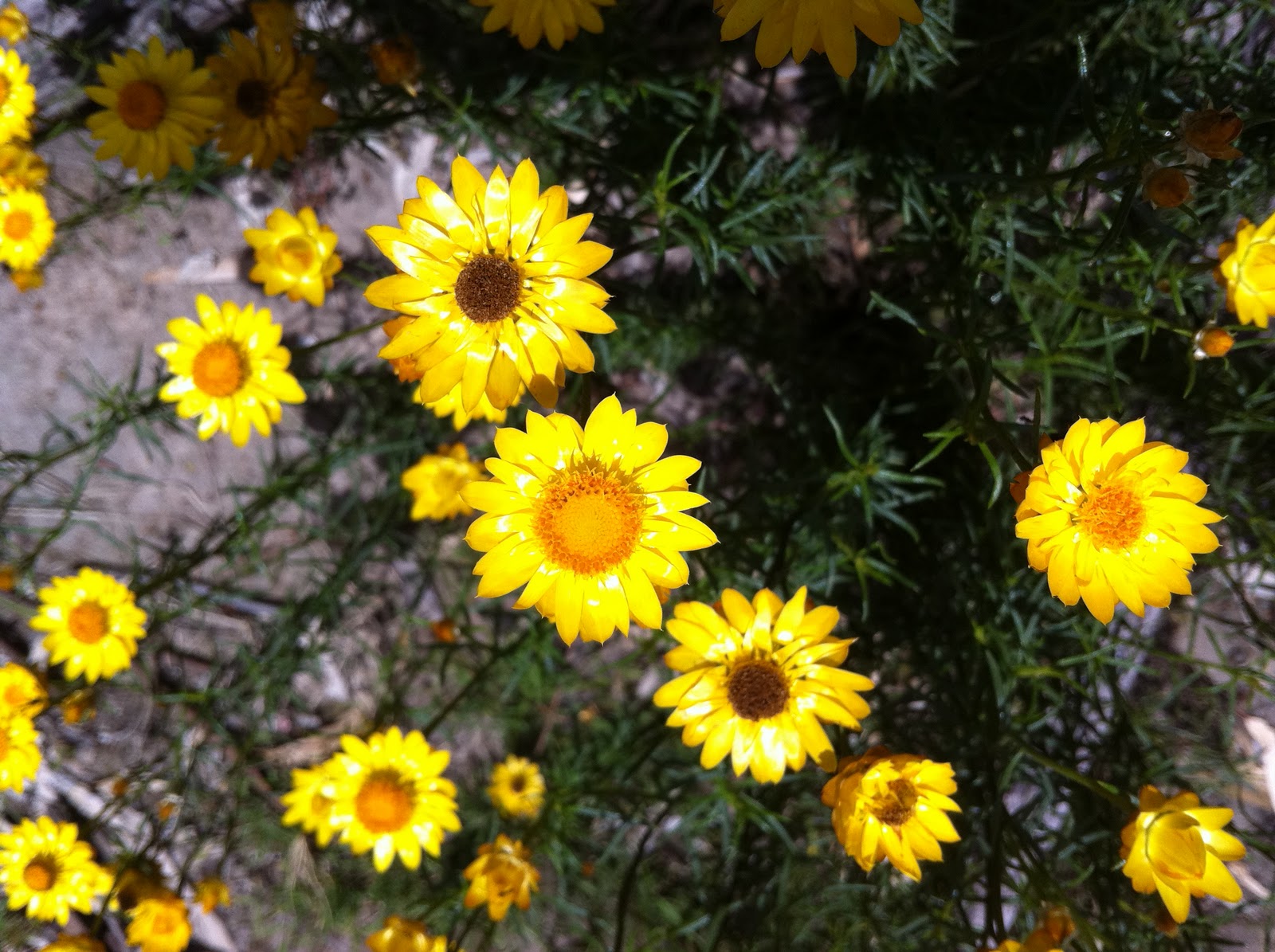Plant Nerd School for Plant Nerds: Sticky Everlasting - Xerochrysum ...