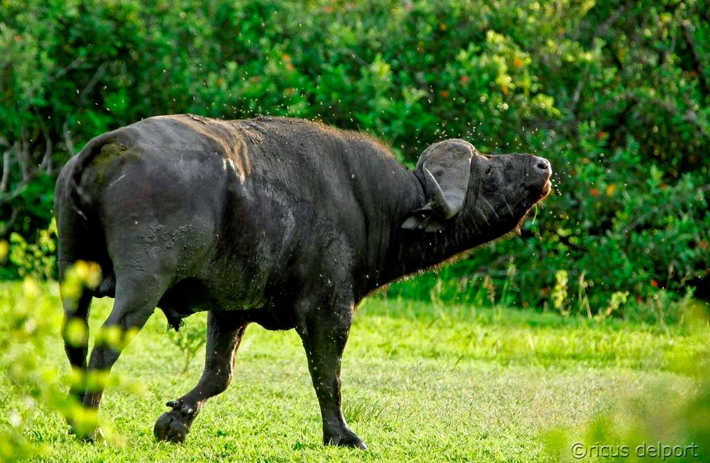 Indigenous Africa: Hatari, dugga boy ahead!