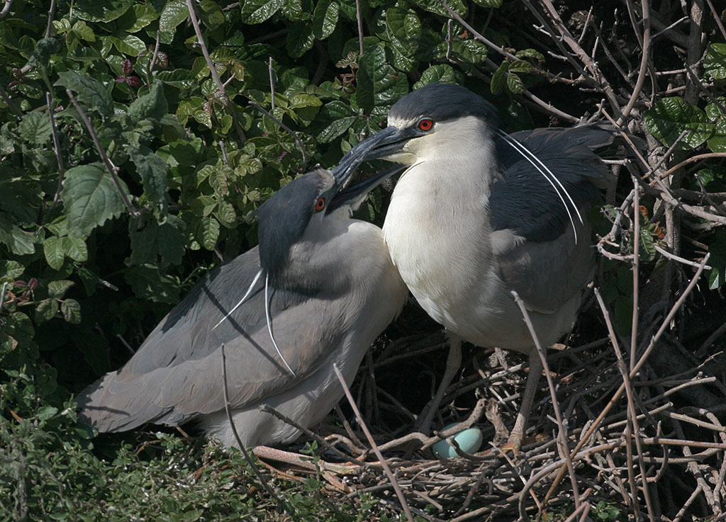Variety of Life: Ardeidae