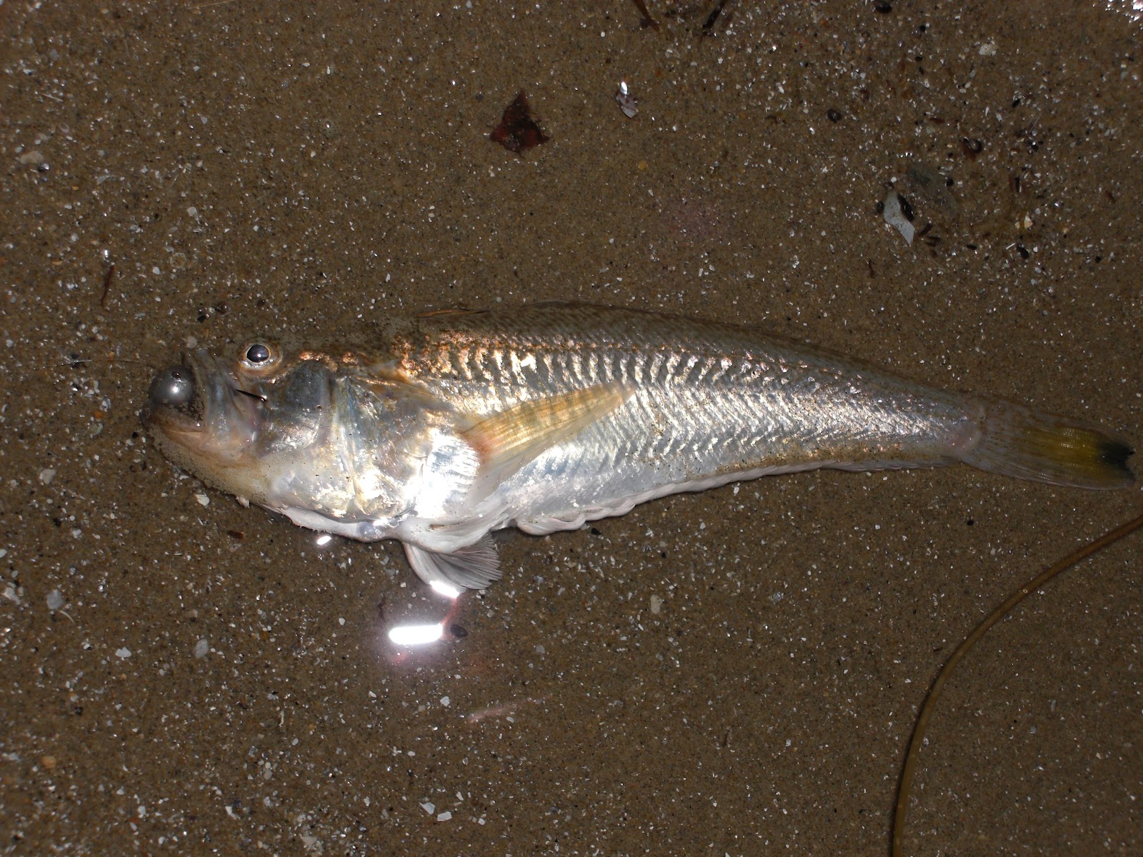 Lure and Light Game: Spiky Success