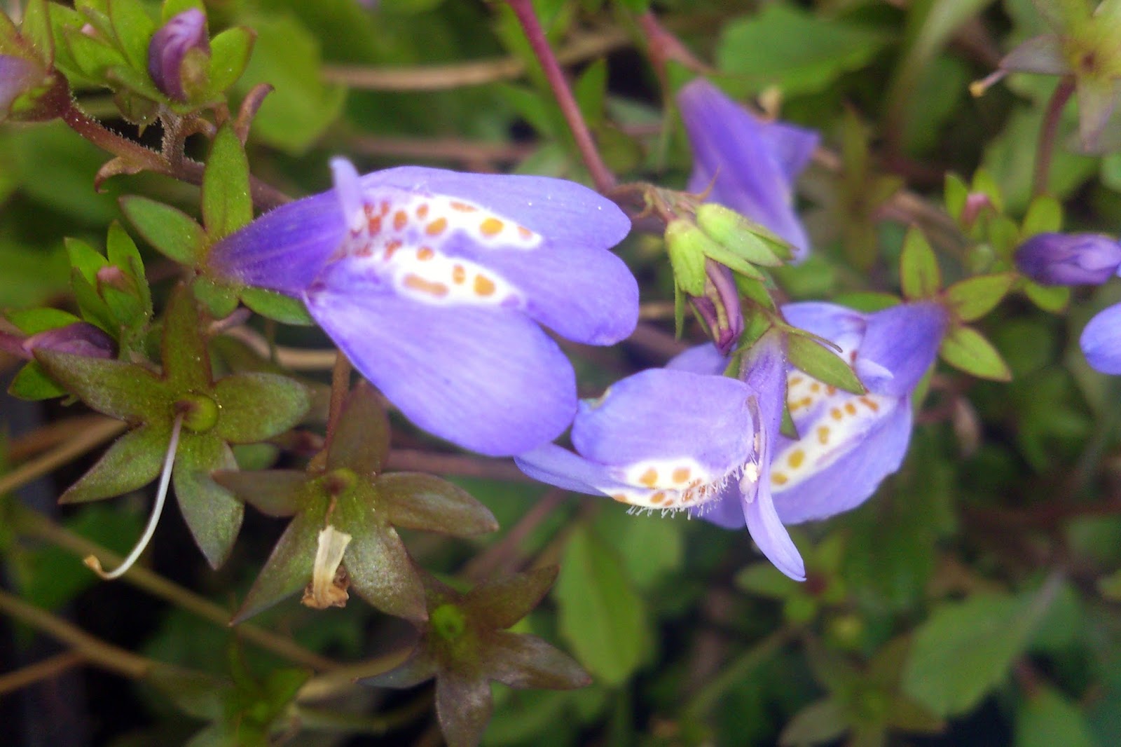 Vademecum Interesting Plants: Mazus reptans - Mazus płożący