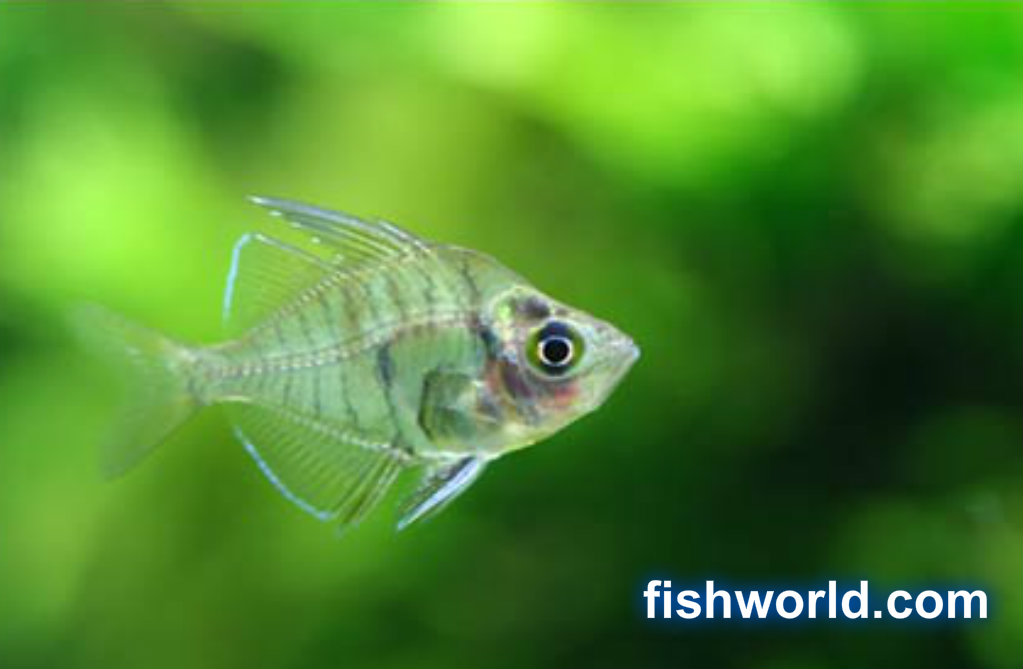 UnIndian Glassfish: Indian Glass Fish | FISH WORLDs.com