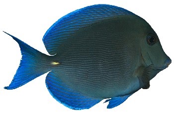 PEIXE CIRURGIÃO AZUL (Acanthurus coeruleus) ~ Klima Naturali™