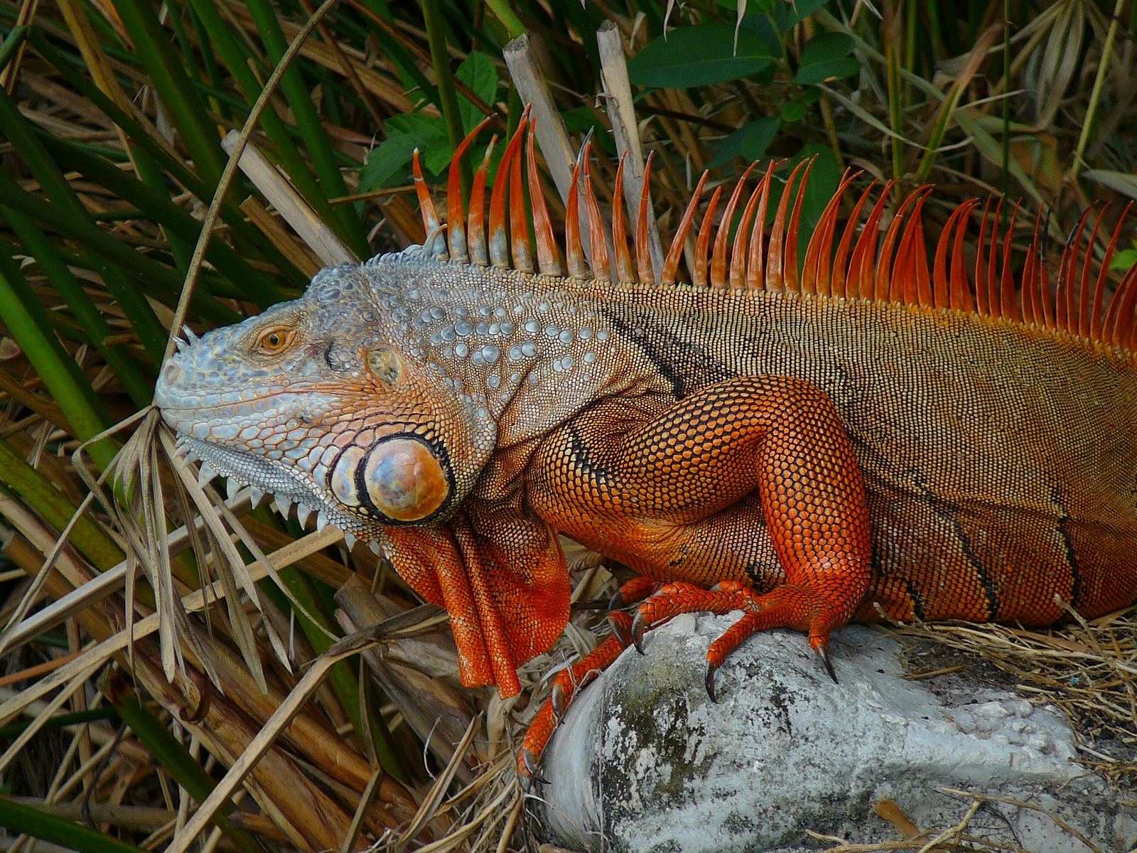 Real Monstrosities: Iguana