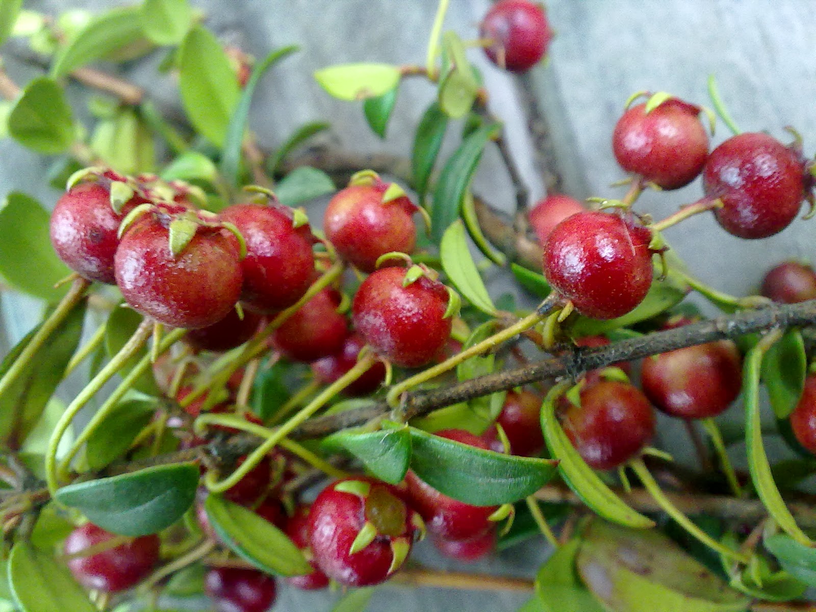 Cocina Chilena . Recetas Caseras: Frutos silvestres de Chile