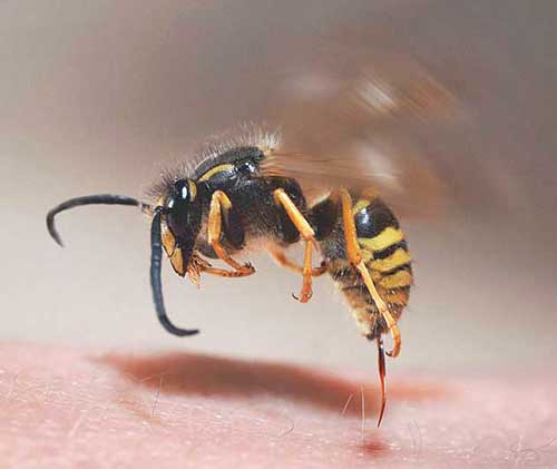 Retired Now What Wasp And Honeybee Stingers